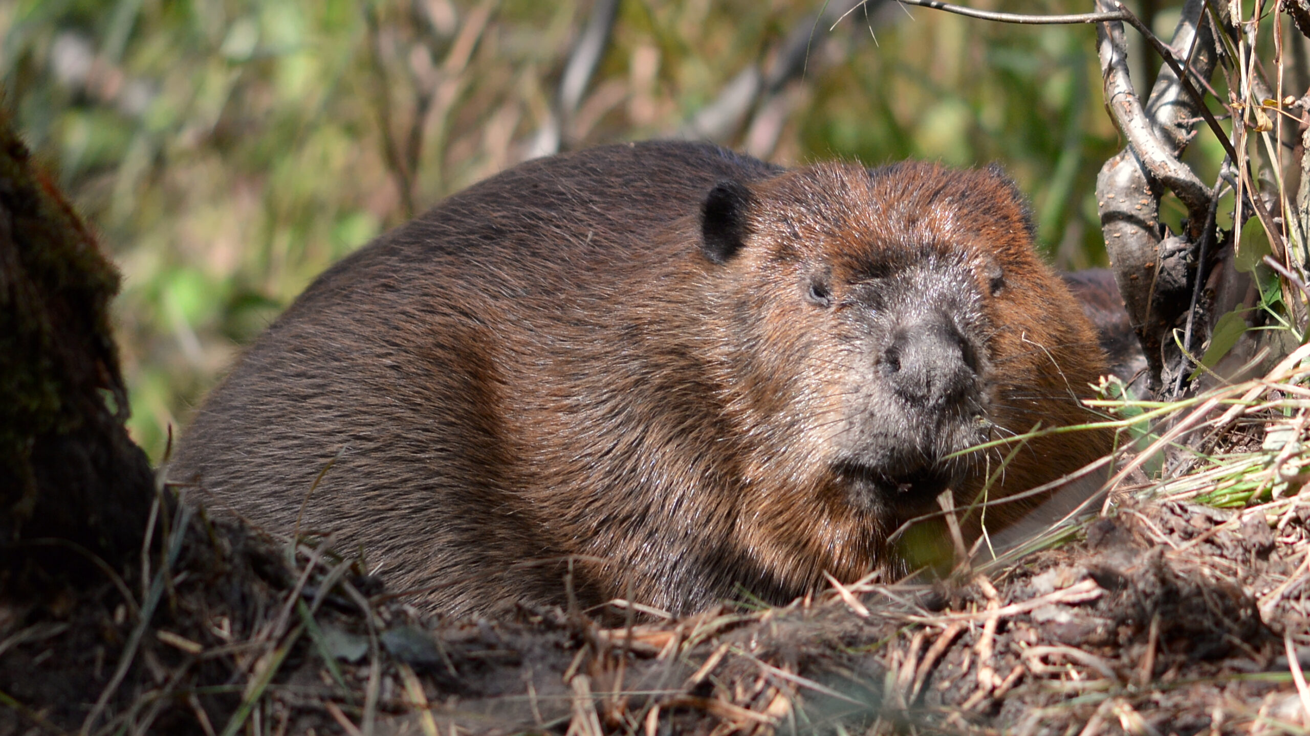 Beaver | The Critter Squad Texas Wildlife Removal & Control
