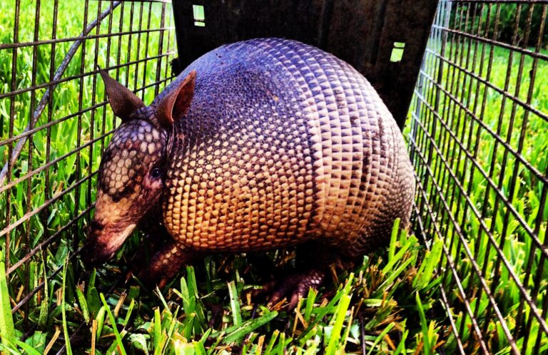 Armadillos | The Critter Squad Texas Wildlife Removal & Control