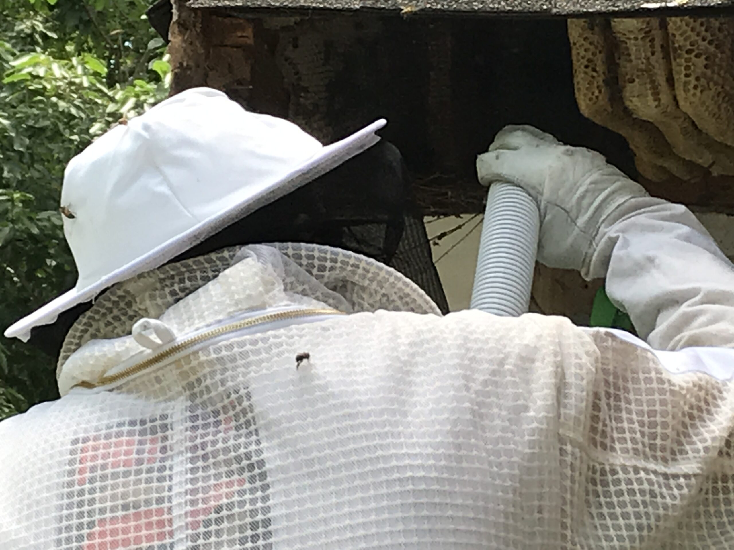 Bolivar Peninsula Bee Removal Services | The Critter Squad Texas ...