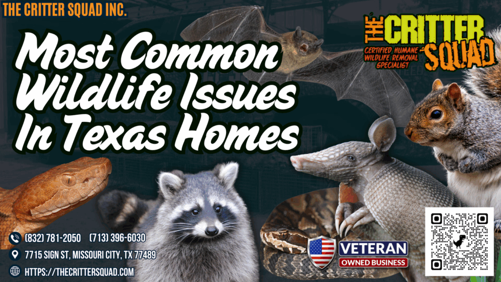 Most Common Wildlife Issues in Texas Homes | The Critter Squad Texas ...