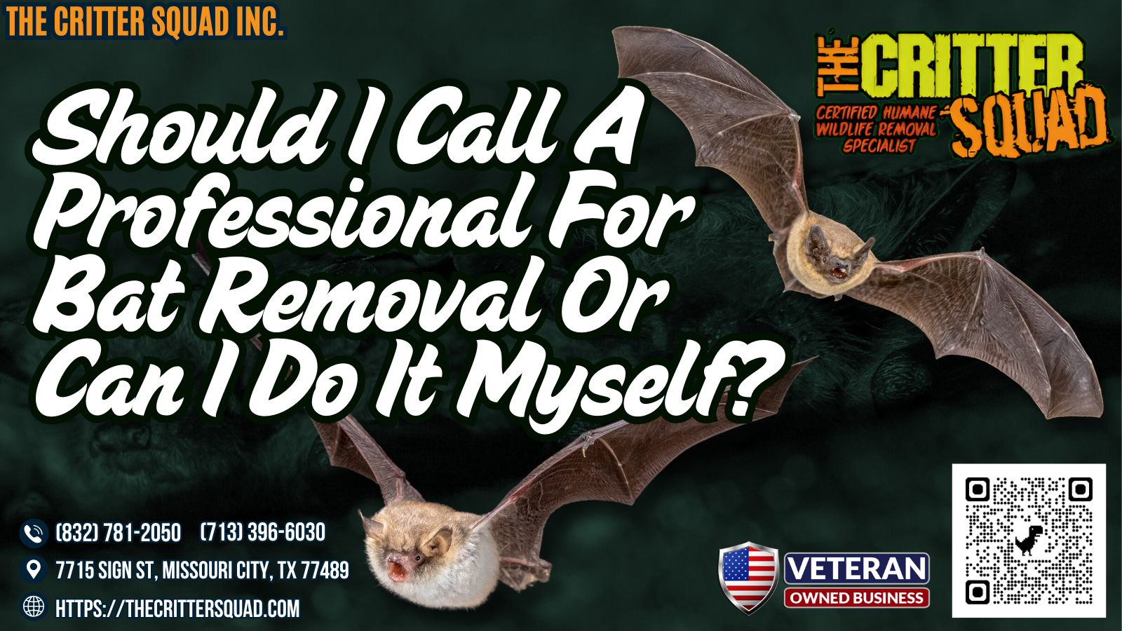 Should I call a professional for bat removal or can I do it myself ...