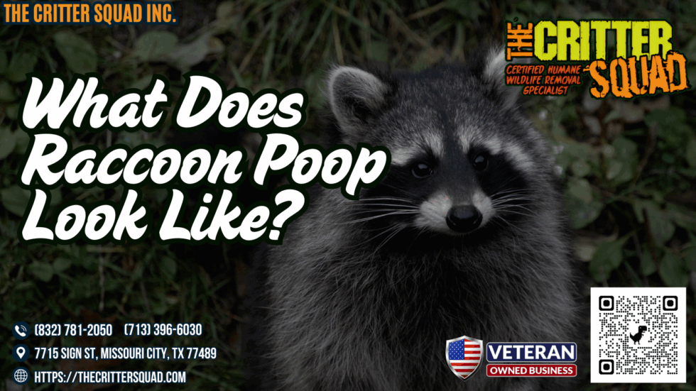 What Does Raccoon Poop Look Like | The Critter Squad Texas Wildlife ...
