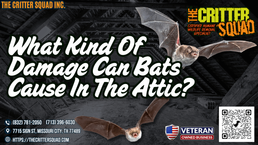 What kind of damage can bats cause in the attic? | The Critter Squad ...