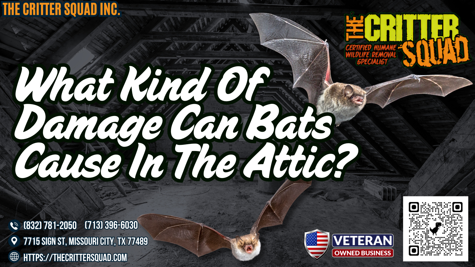What kind of damage can bats cause in the attic? | The Critter Squad ...