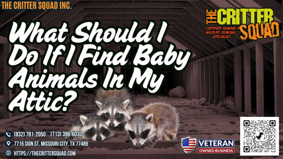 What should I do if I find baby animals in my attic? | The Critter ...