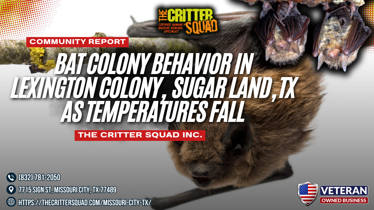 Bat Colony Behavior in Lexington Colony, Sugar Land, Texas as ...
