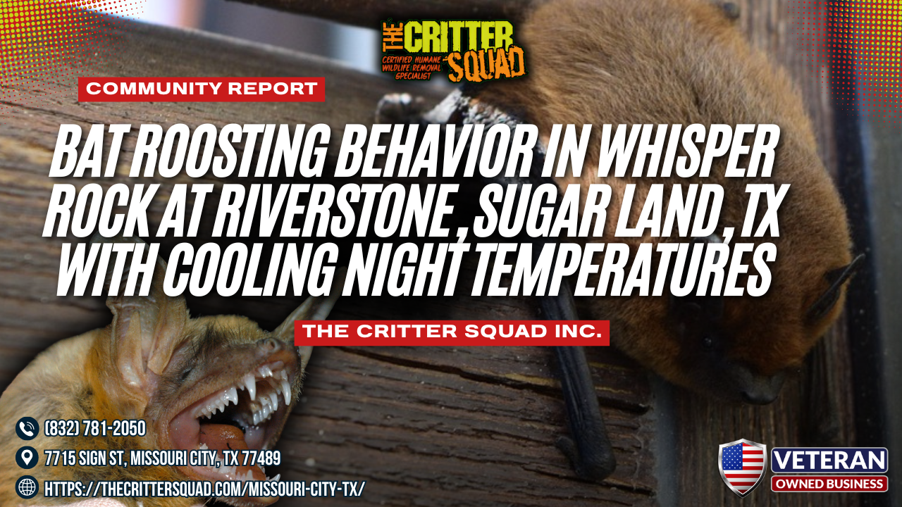 Bat Roosting Behavior in Whisper Rock at Riverstone, Sugar Land, Texas ...