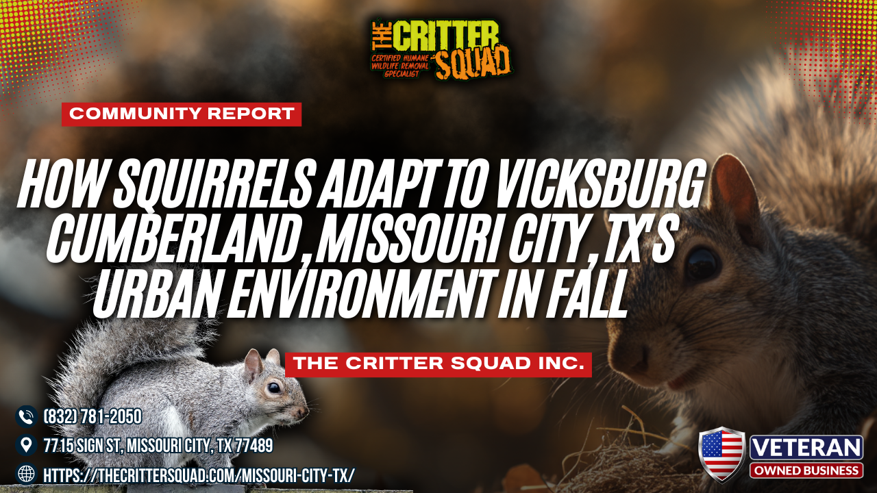 How Squirrels Adapt to Vicksburg Cumberland, Missouri City, TX’s Urban ...