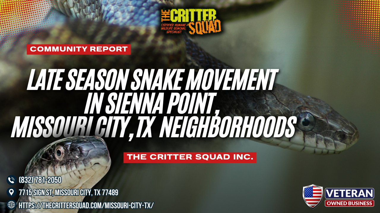 Late Season Snake Movement in Sienna Point, Missouri City, TX ...