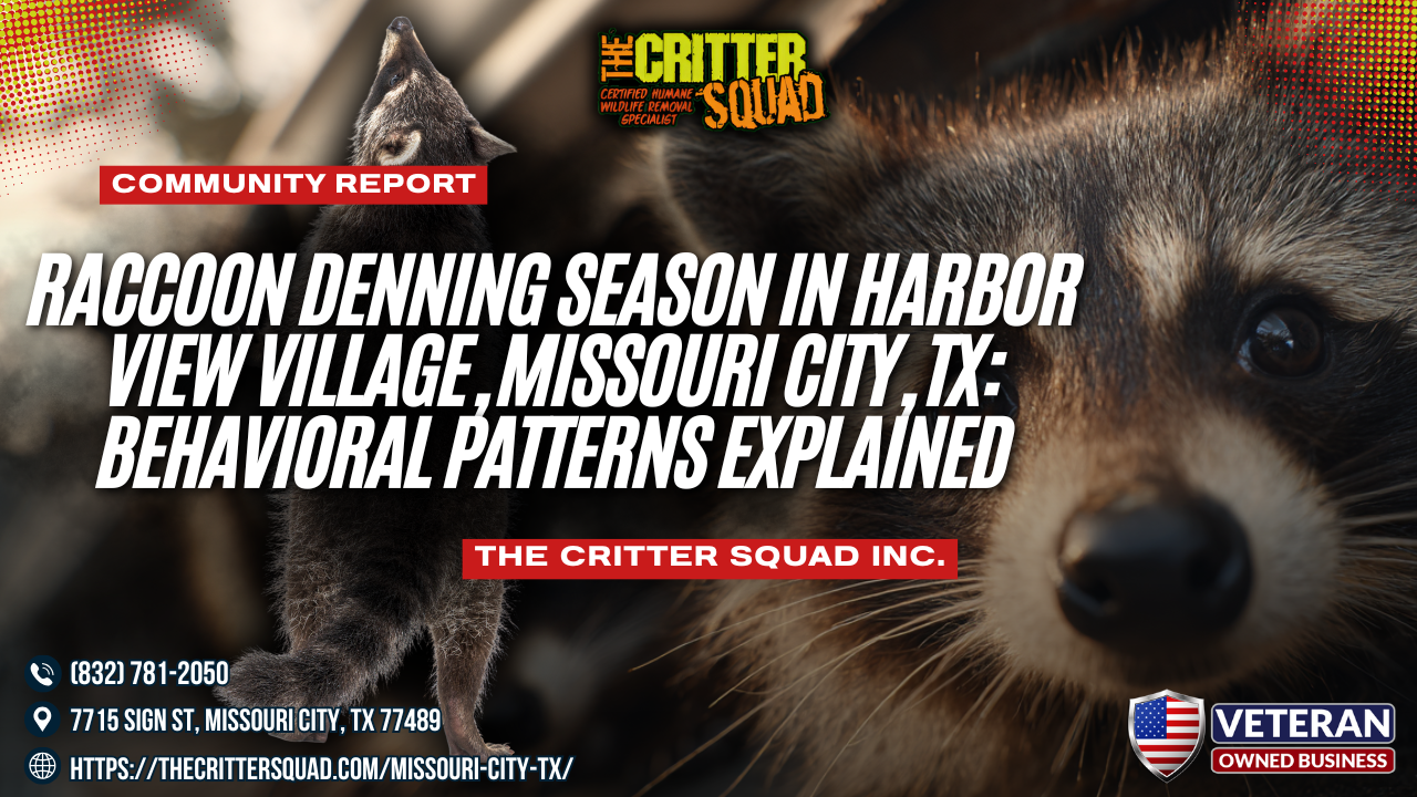 Raccoon Denning Season in Harbor View Village, Missouri City, TX ...