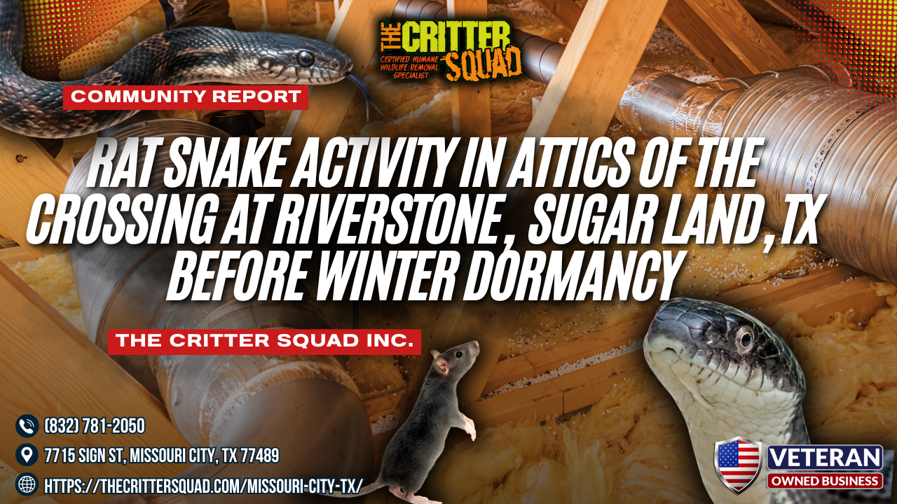 Rat Snake Activity in Attics of The Crossing at Riverstone, Sugar Land ...