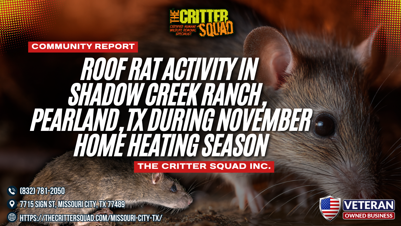 Roof Rat Activity in Shadow Creek Ranch, Pearland, TX During November ...