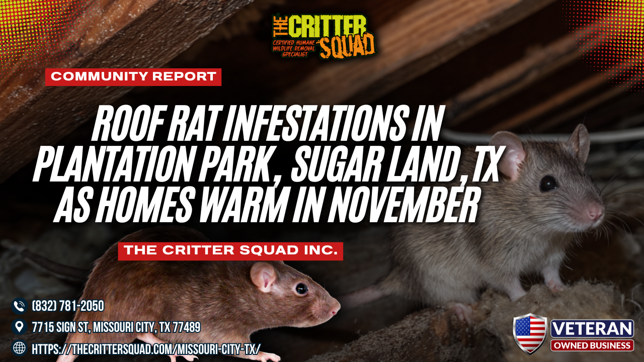 Roof Rat Infestations in Plantation Park, Sugar Land, Texas as Homes ...