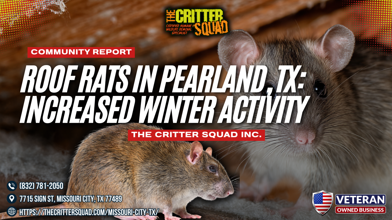 Roof Rats in Pearland, TX: Increased Winter Activity | The Critter ...