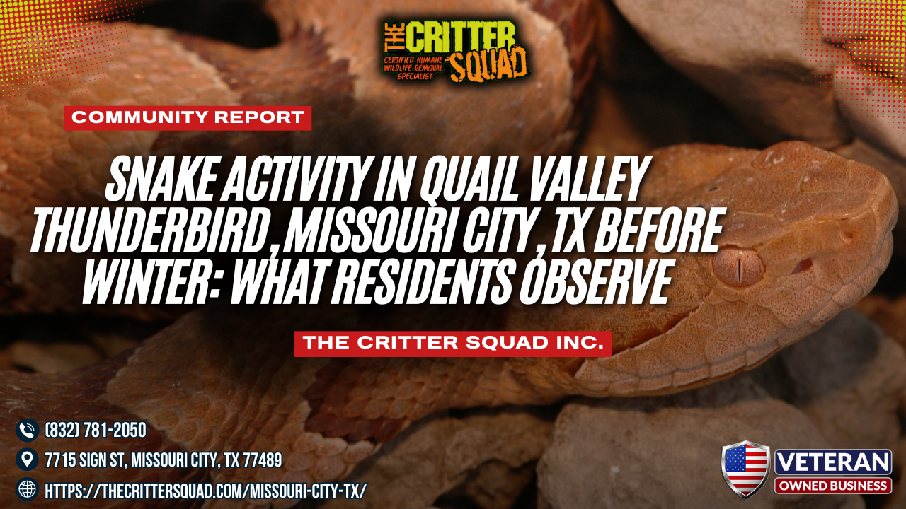 Snake Activity in Quail Valley Thunderbird, Missouri City, TX Before ...