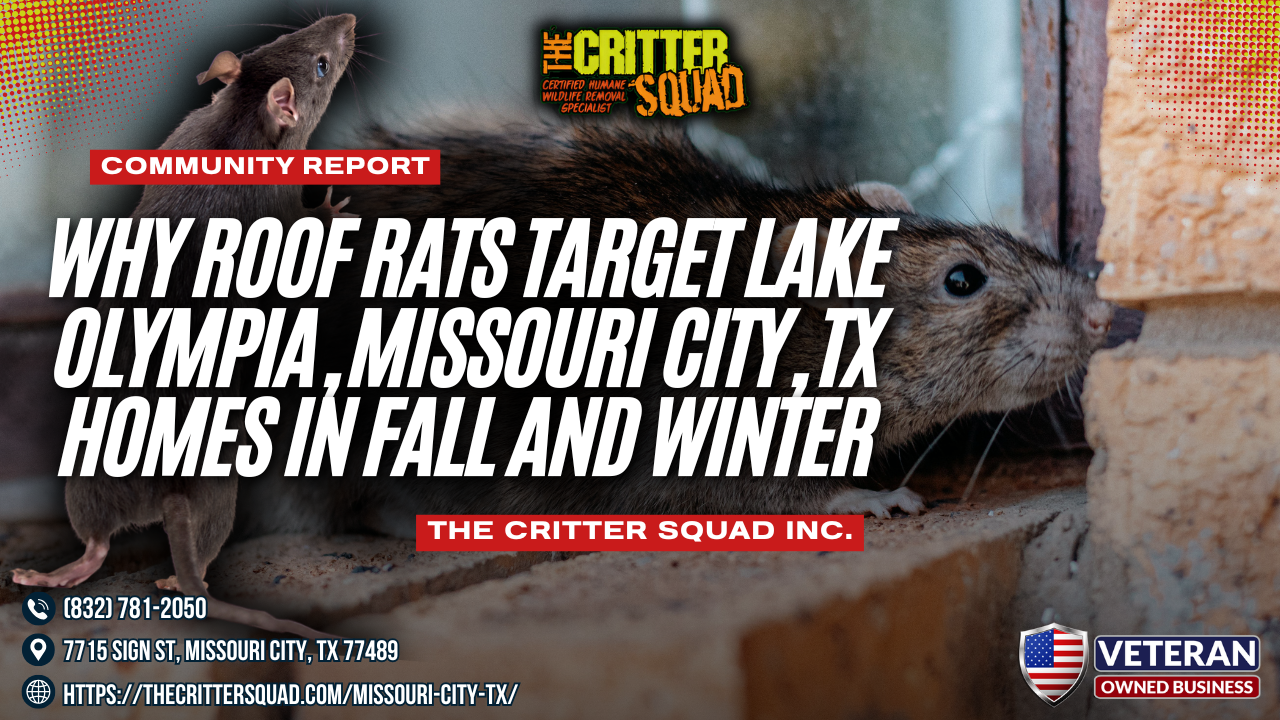 Why Roof Rats Target Lake Olympia, Missouri City, TX Homes in Fall and ...